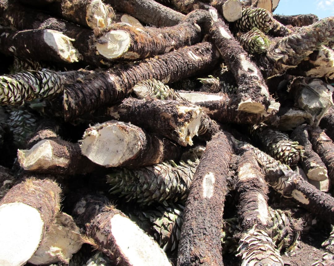 Desmar Global Incorporated